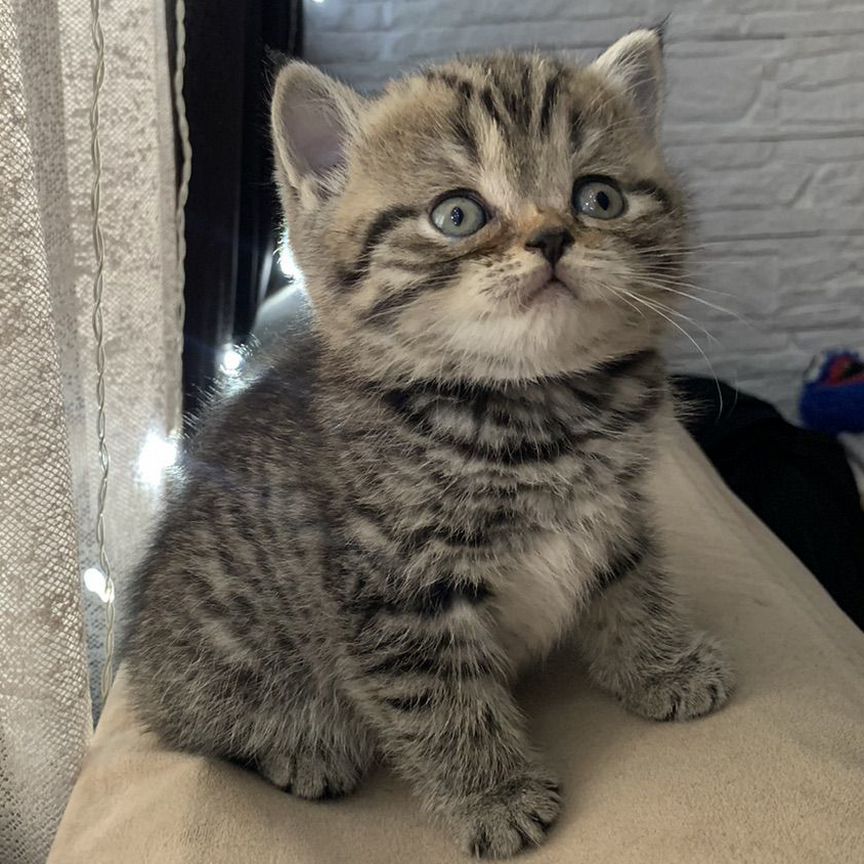 Шотландская кошка