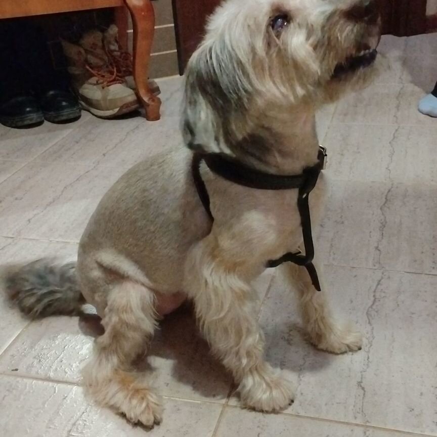 Собачка в хорошие руки