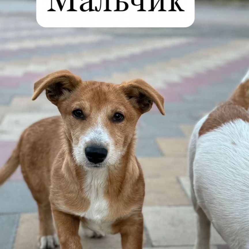 Щенок