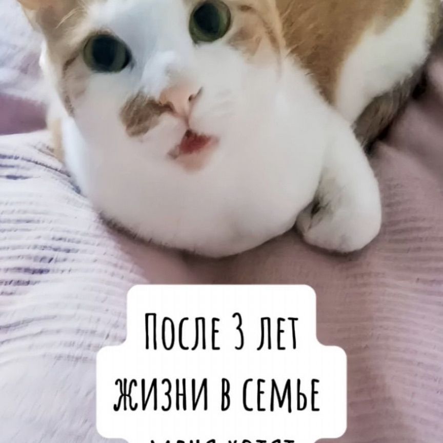 Кота выкидывают на улицу