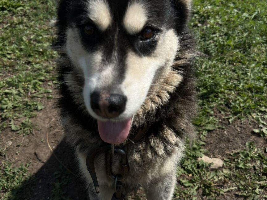 Сибирский хаски в добрые руки