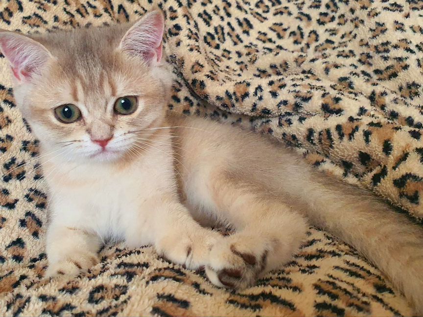 Котенок-девочка Голубое золото