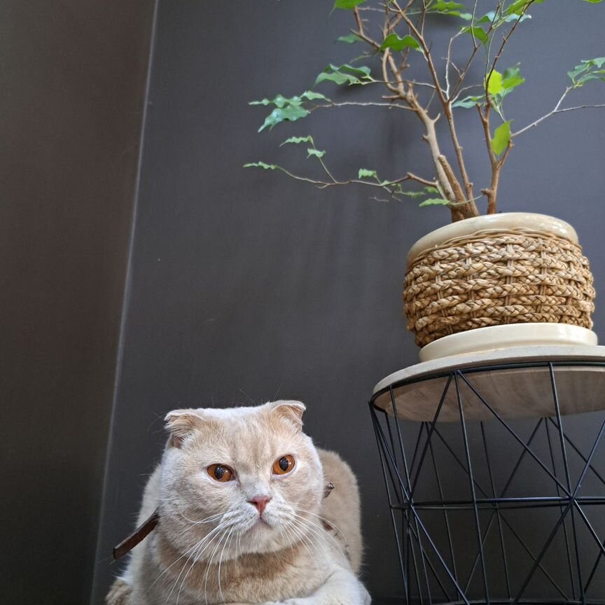 Британский кот