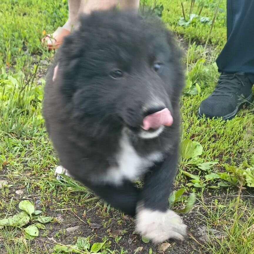 Щенки