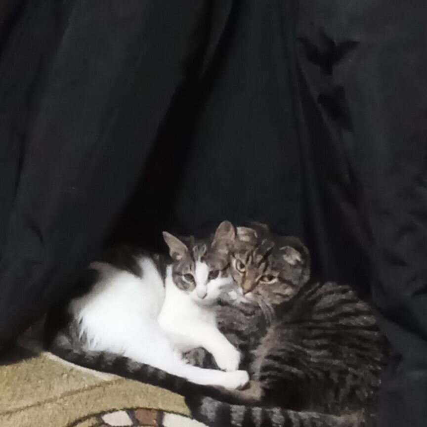 Шотландский вислоухий короткошёрстный котёнок