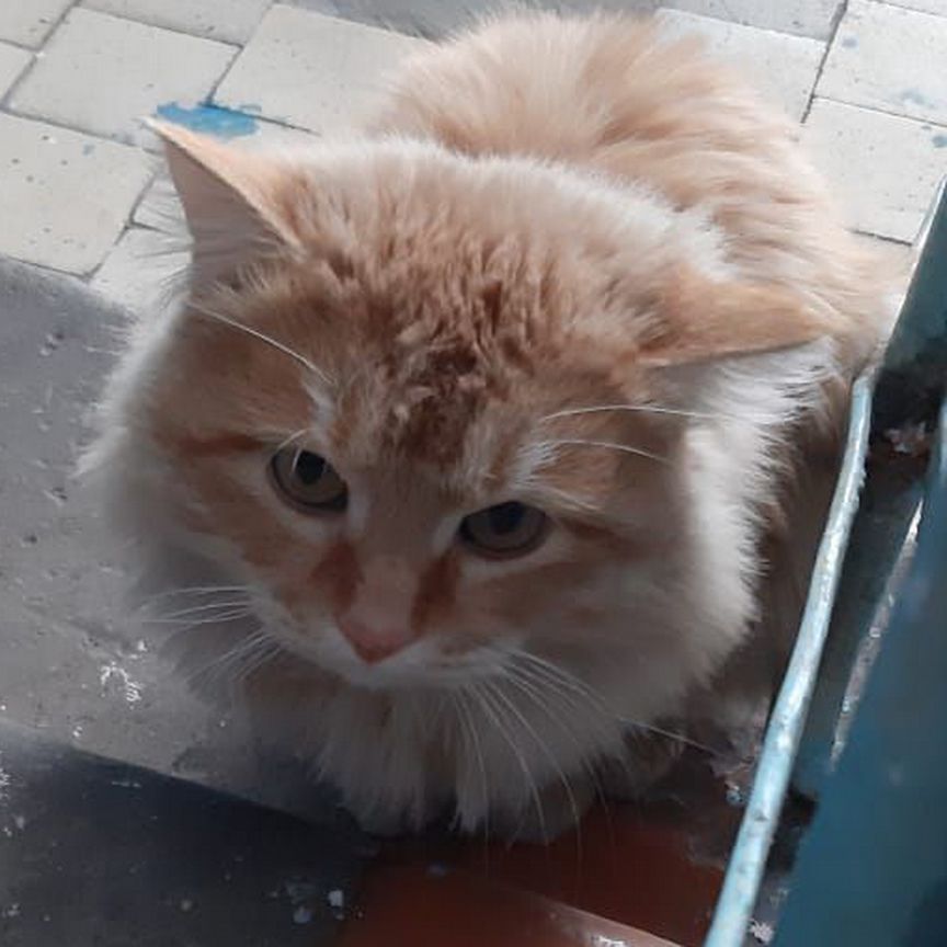 Котик бобтейл выживает в подьезде