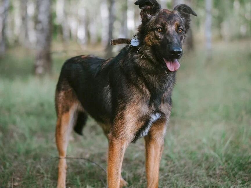 Умничка Зира ищет дом