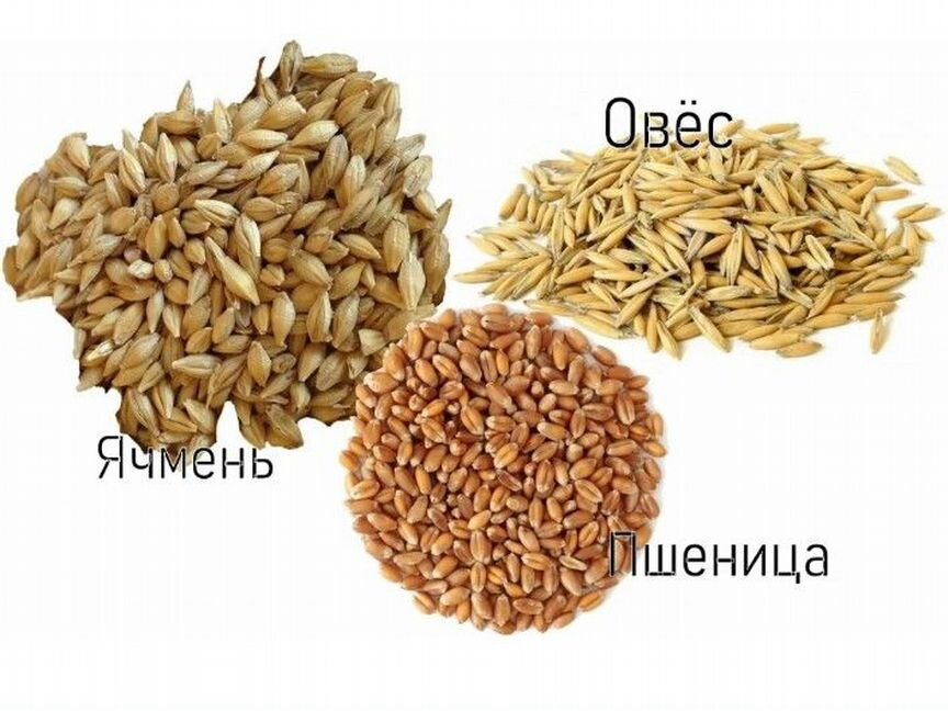 Продам зерно