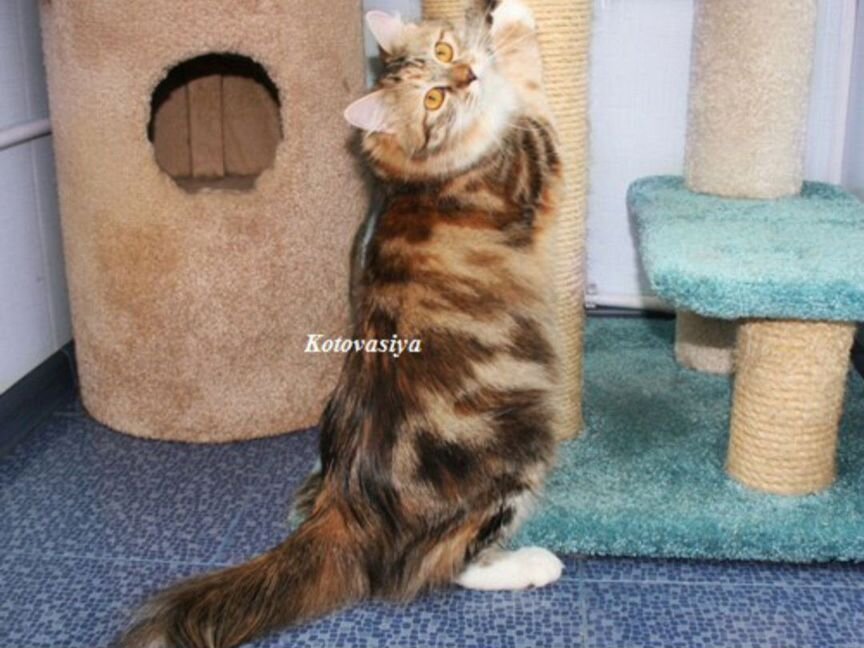 Кошка сибирская