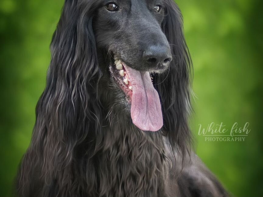 Афганская борзая