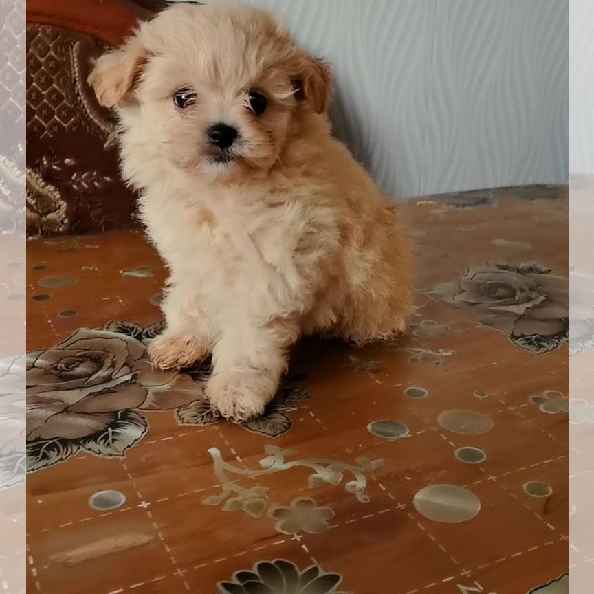 Мальтипу, щенок