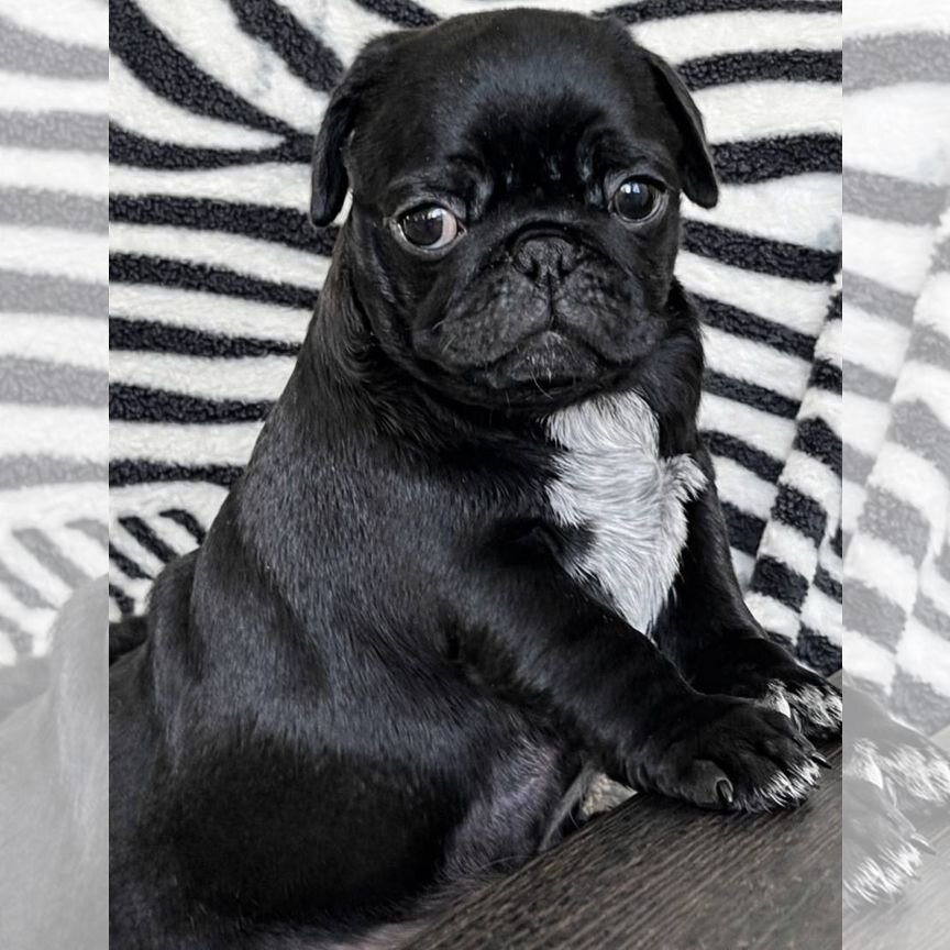 Мопс, щенок