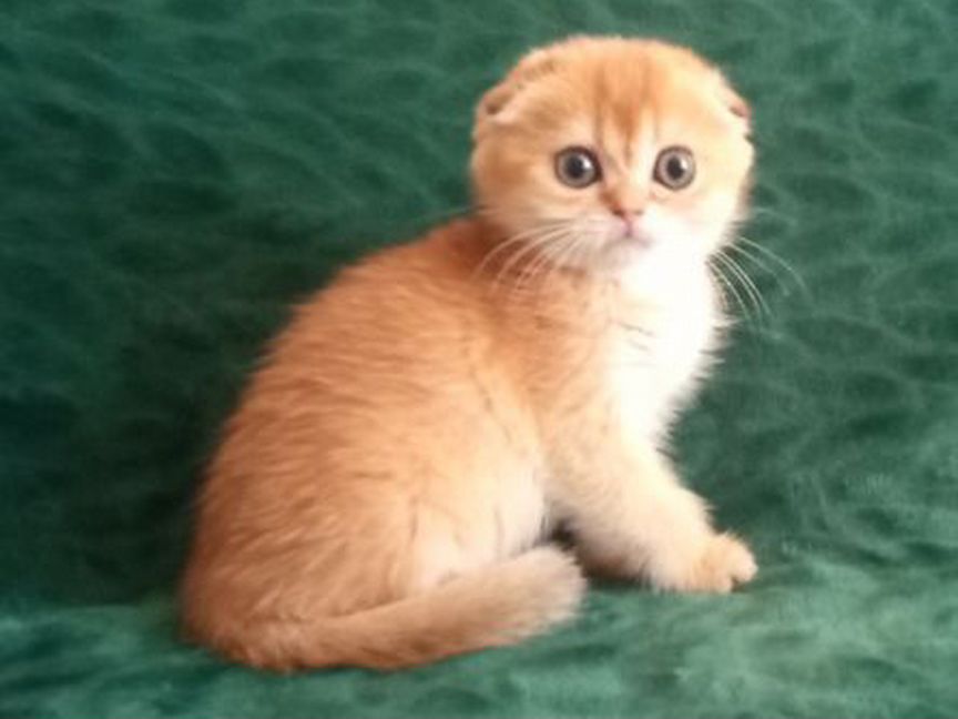 Шотландская вислоухая девочка