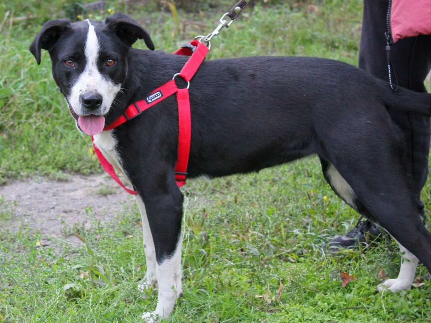 Стефани ищет дом