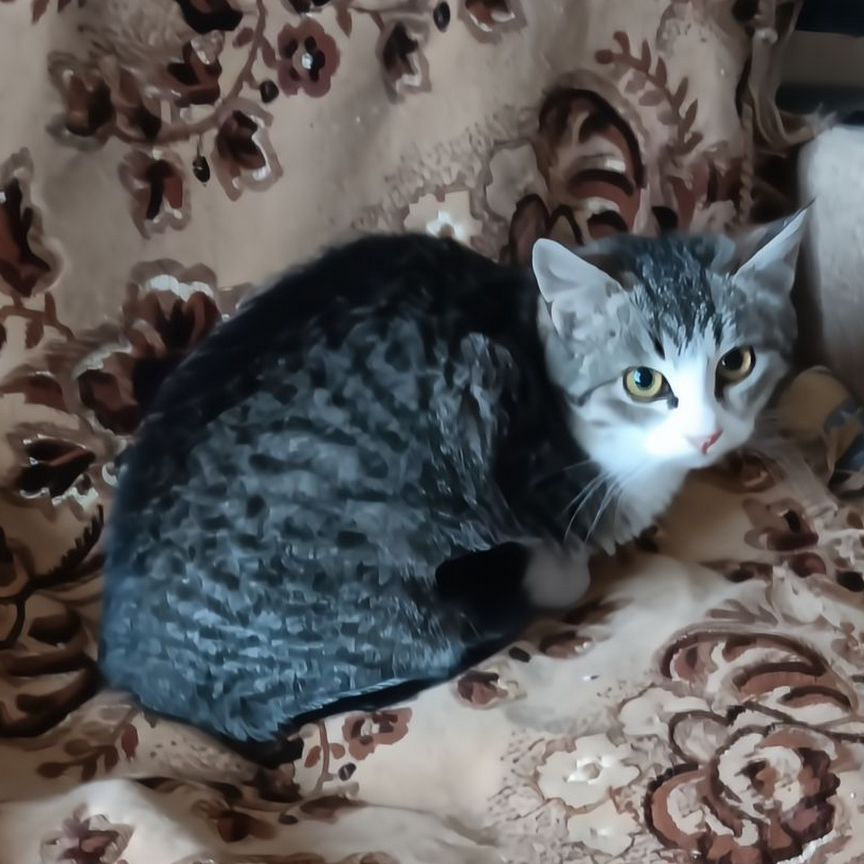 Котёнок в добрые руки