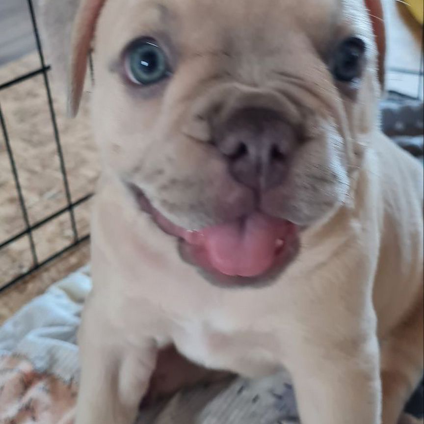 Французский бульдог