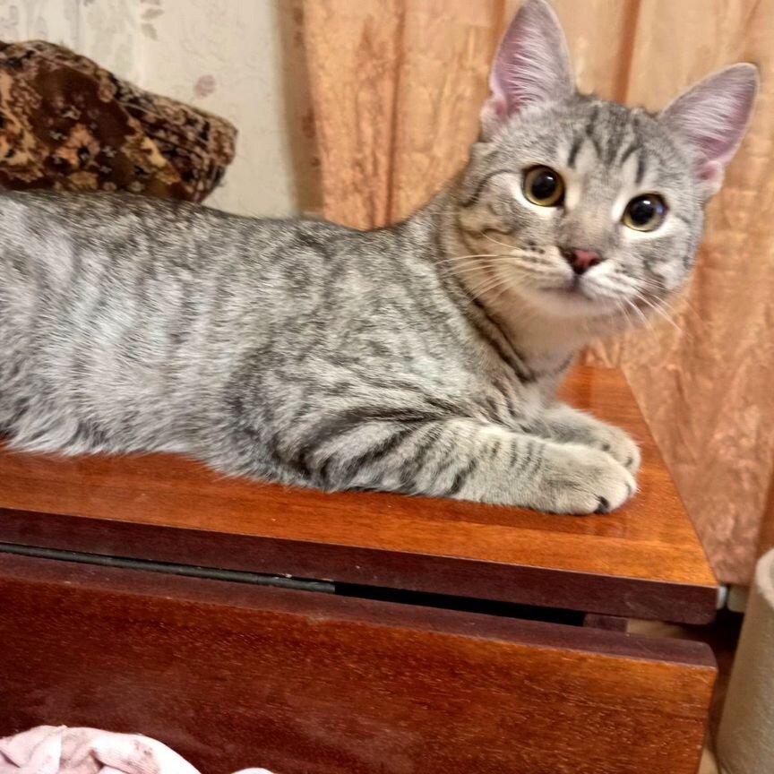 Котик