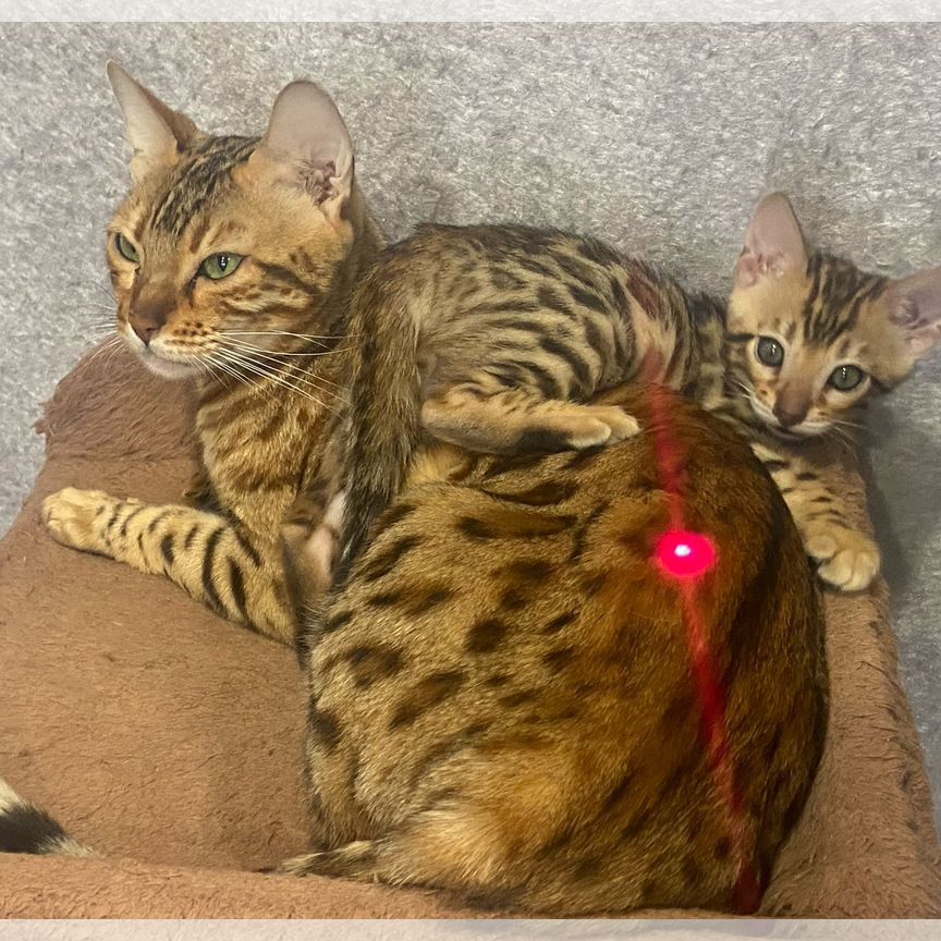 Бенгальская