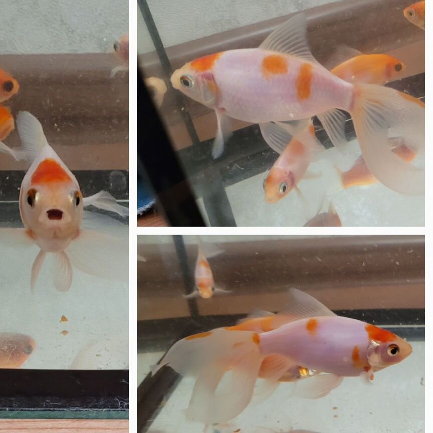 Золотая рыбка вуалехвост