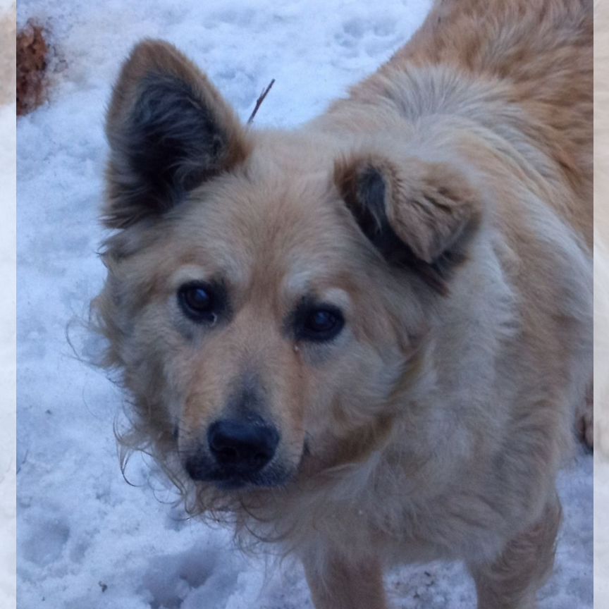 Взрослый пёс в добрые руки