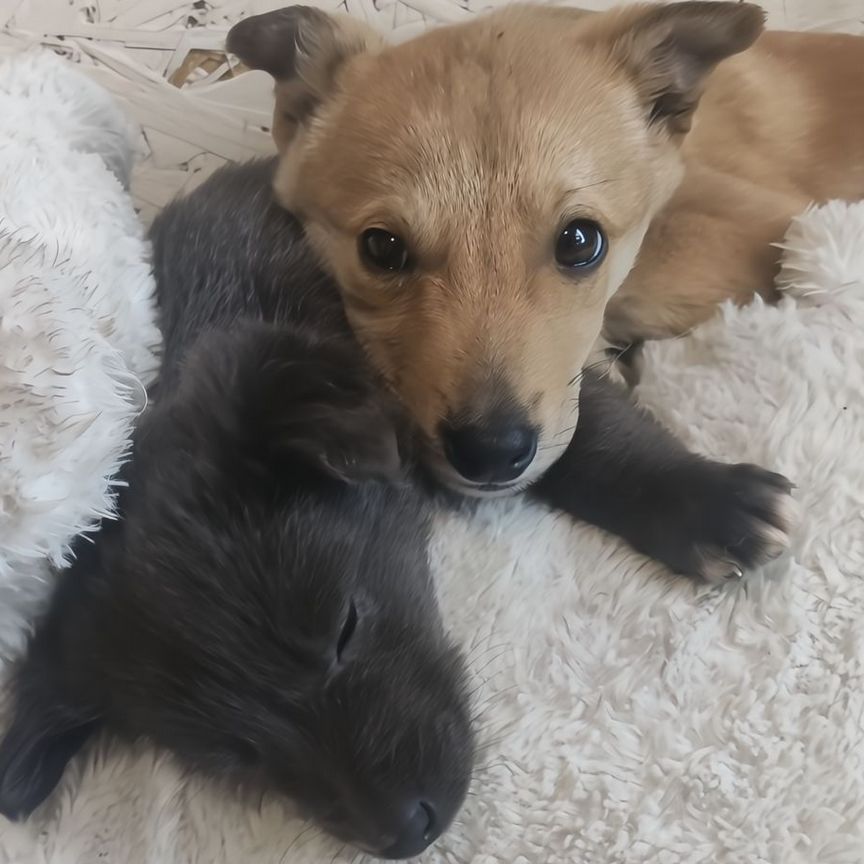 Щенок в добрые руки