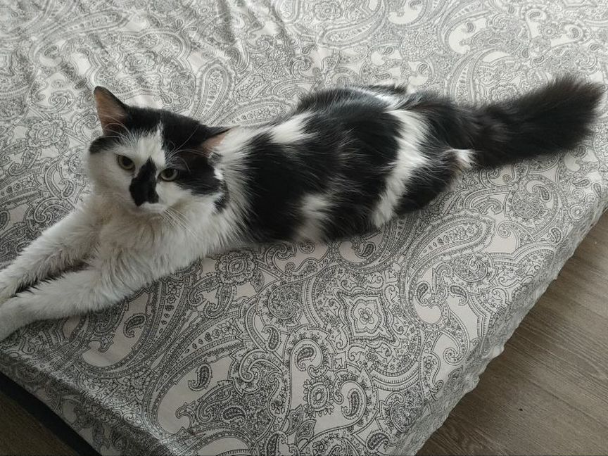 Любвеобильный котик в добрые руки