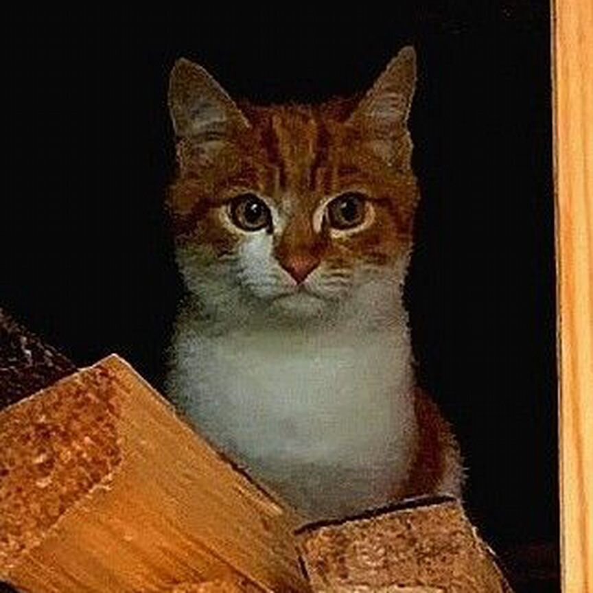 Котик пропадет на даче