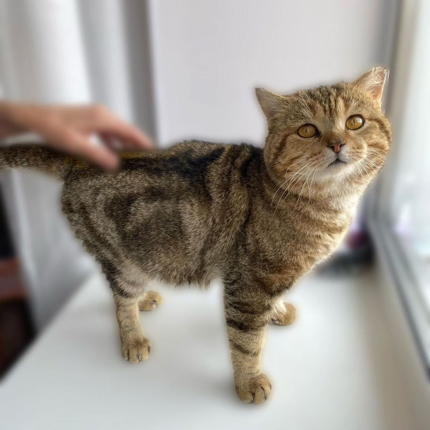 Кастрированный кот в добрые руки