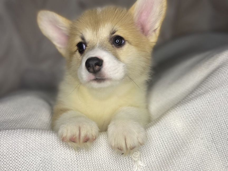 Вельш-корги пемброк