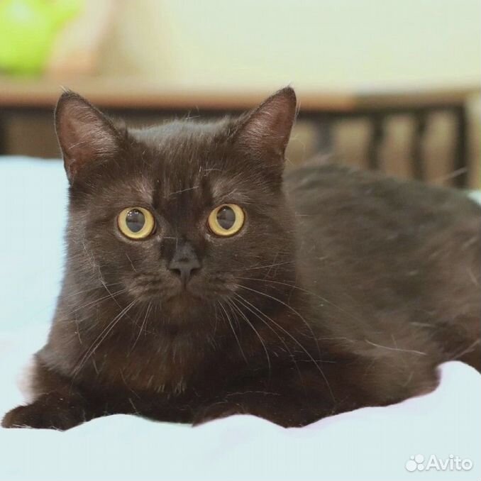 Молодая кошечка Ди-ди