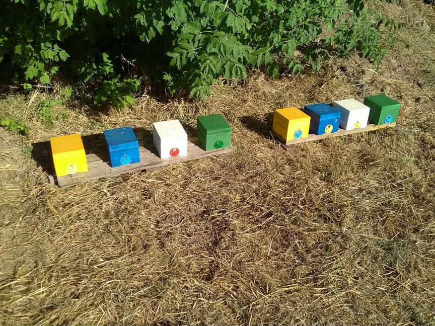 Микронуклеус