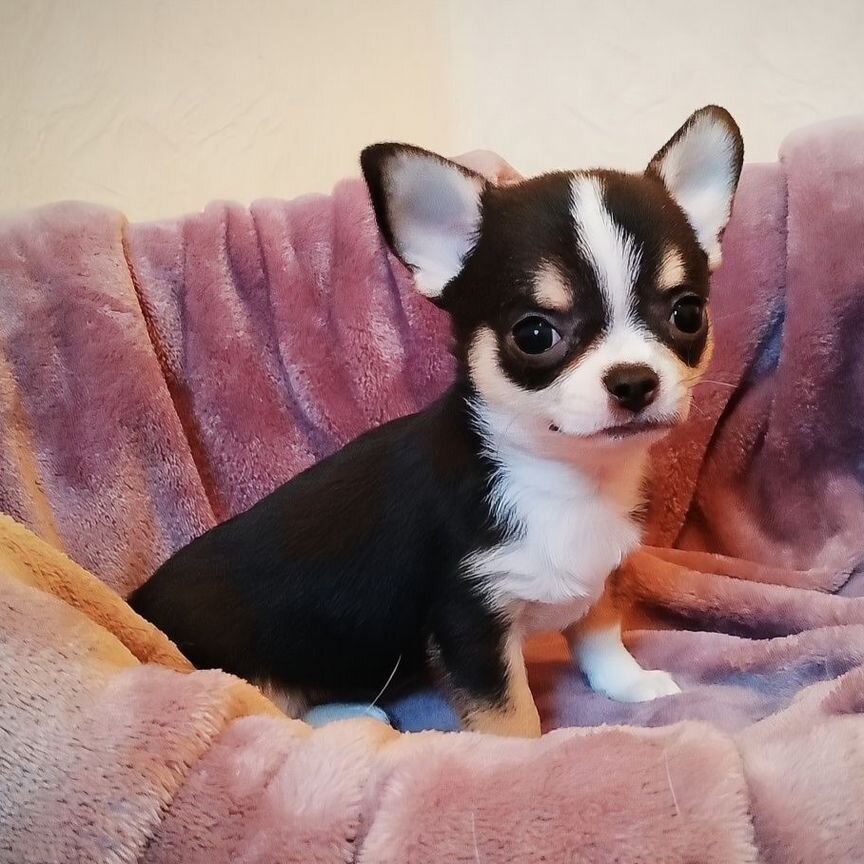 Чихуахуа, щенок