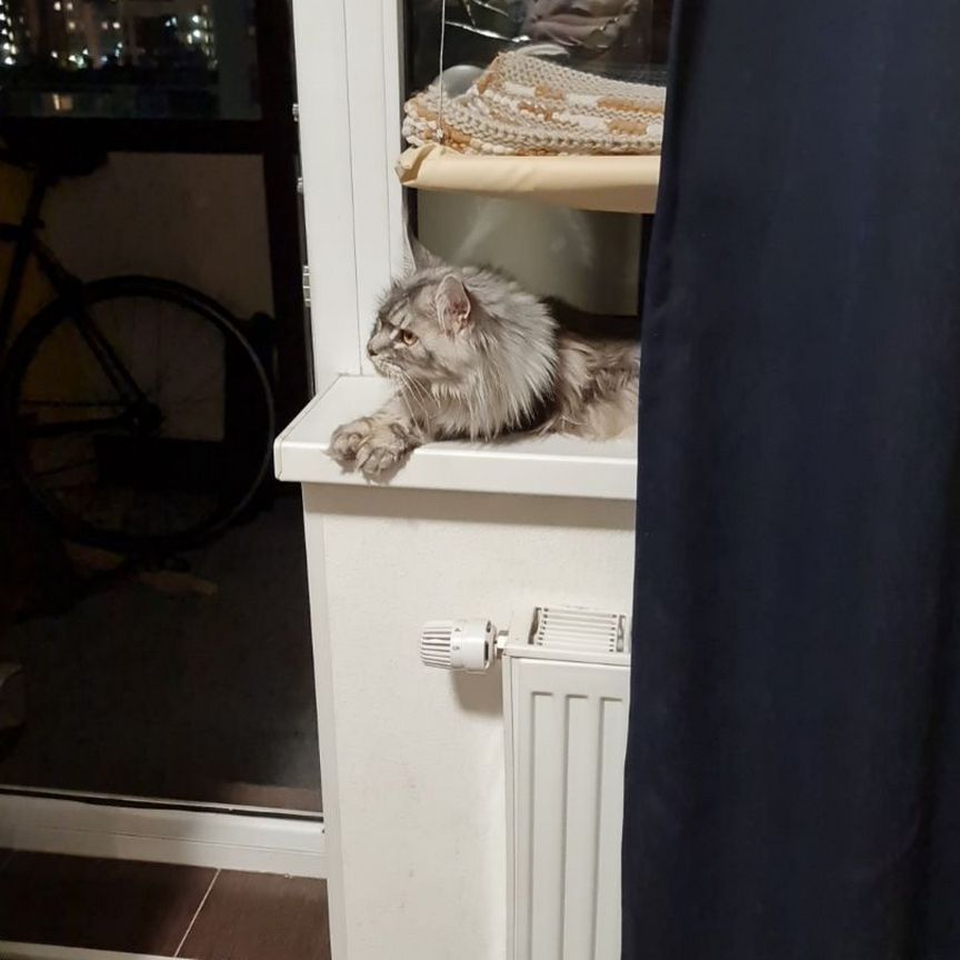 Отдам в добрые руки кошку