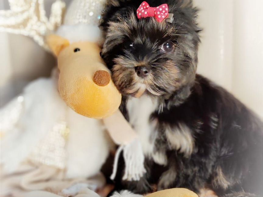 Чёрная йорочка с короткой мордочкой