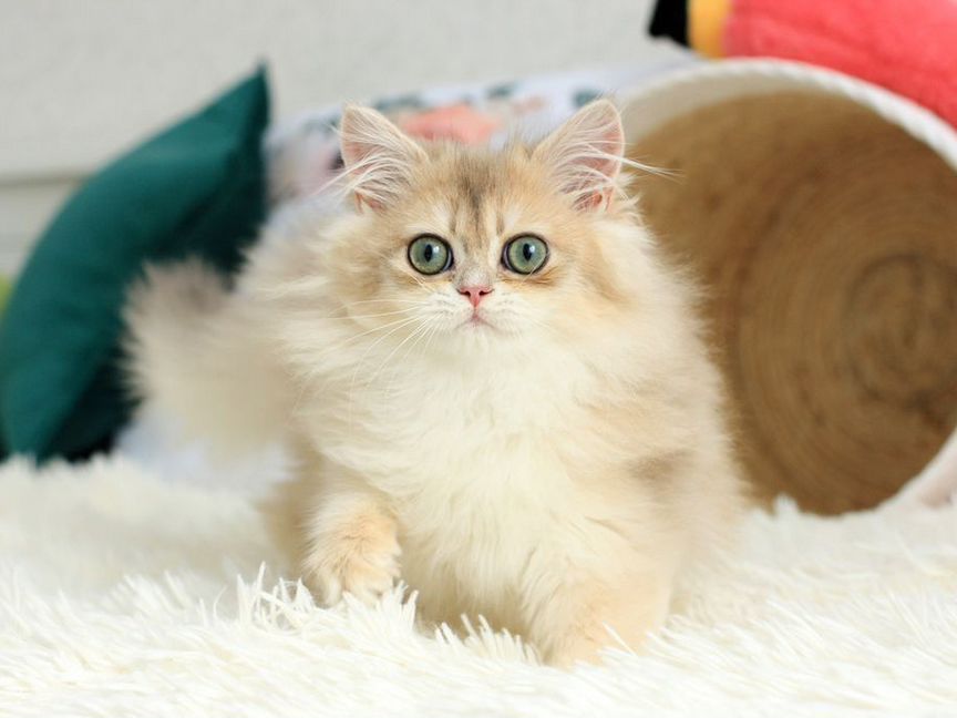 Британский котенок Рич