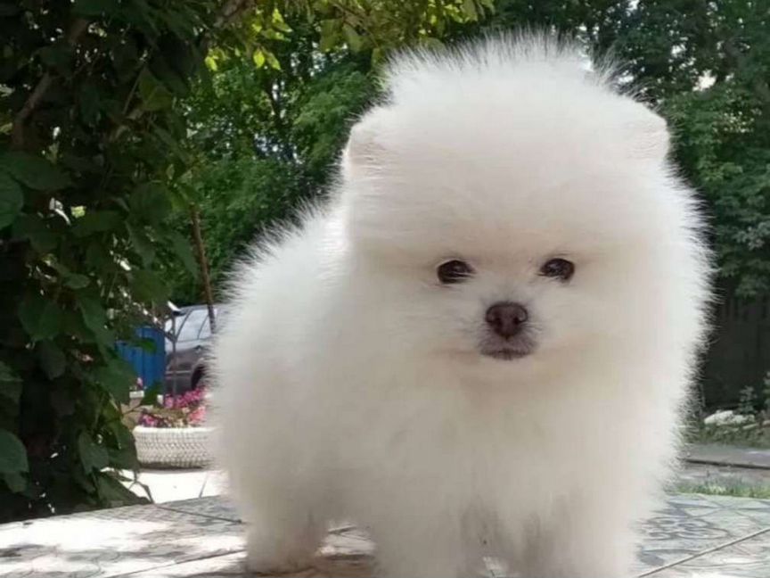 Щенки померанского шпица