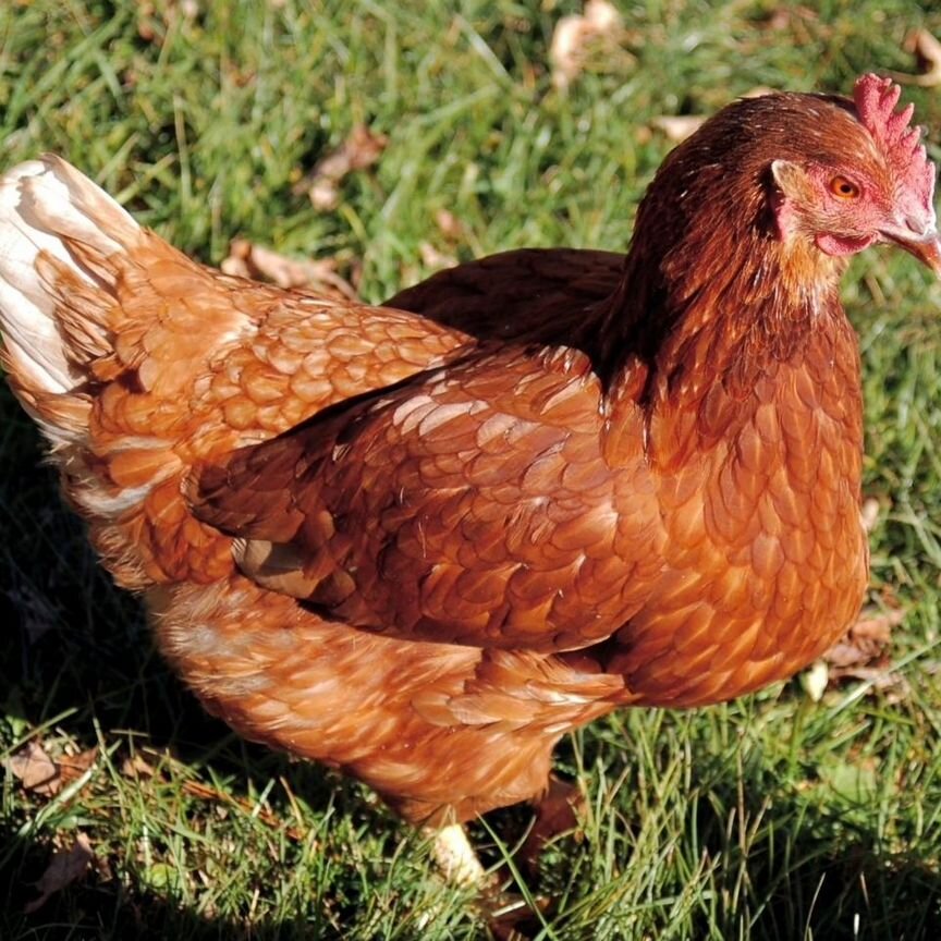 Курицы несушки молодки