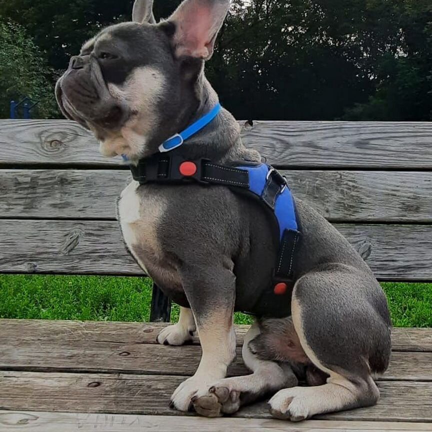 Французский бульдог, взрослый пёс