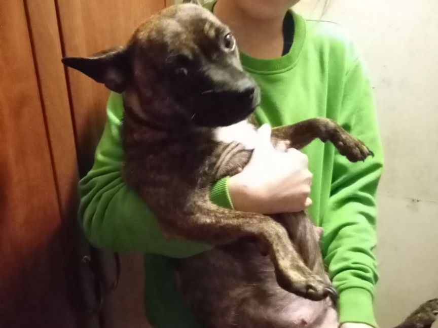 Отдам бесплатно щенки