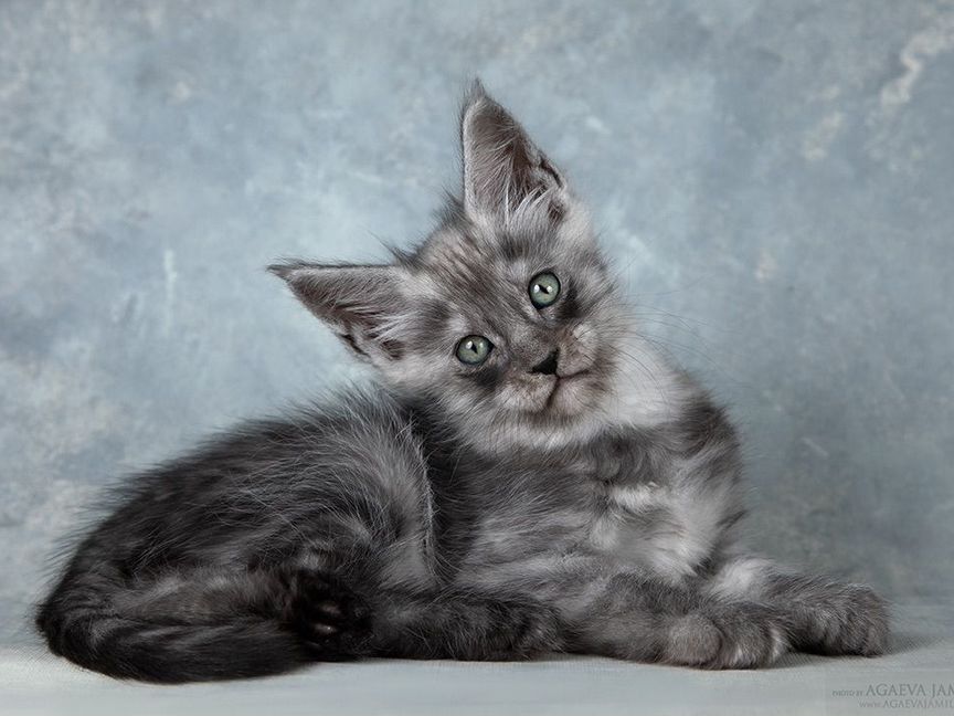 Котята мейн-кун дымные и не только