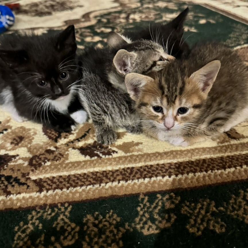 Котята в добрые руки