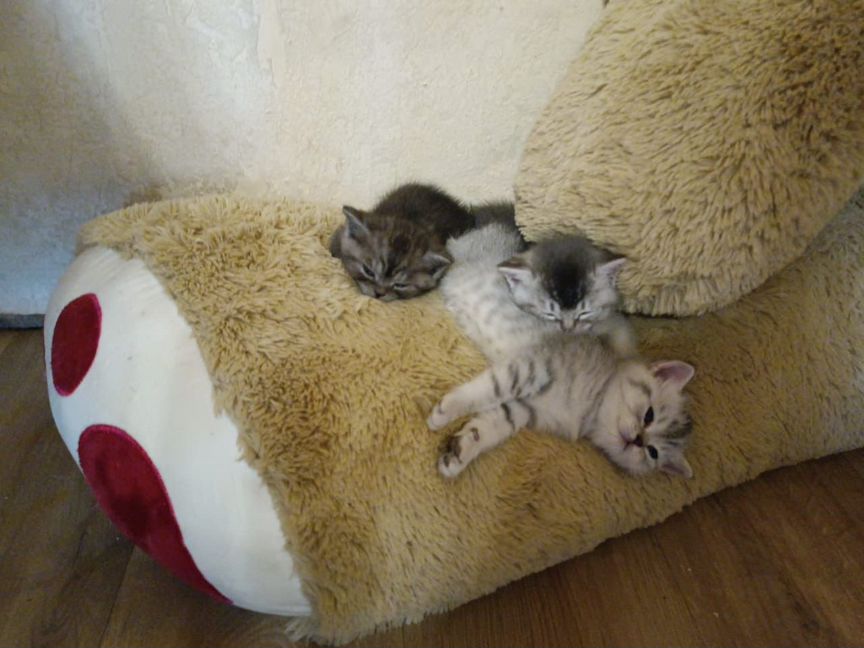 Британские котята