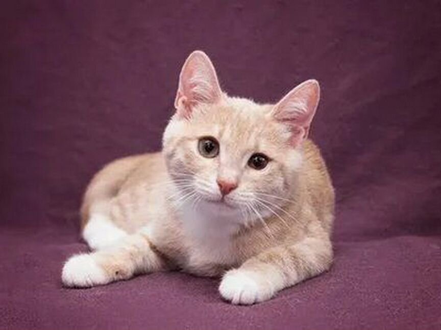 Котенок 4.5 мес