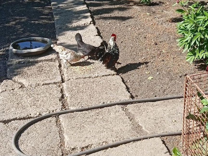 Карликовые куры бентамки