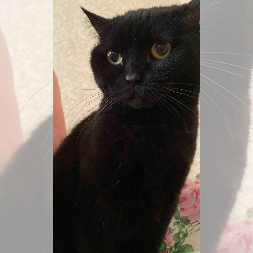 Британская длинношёрстная, взрослая кошка