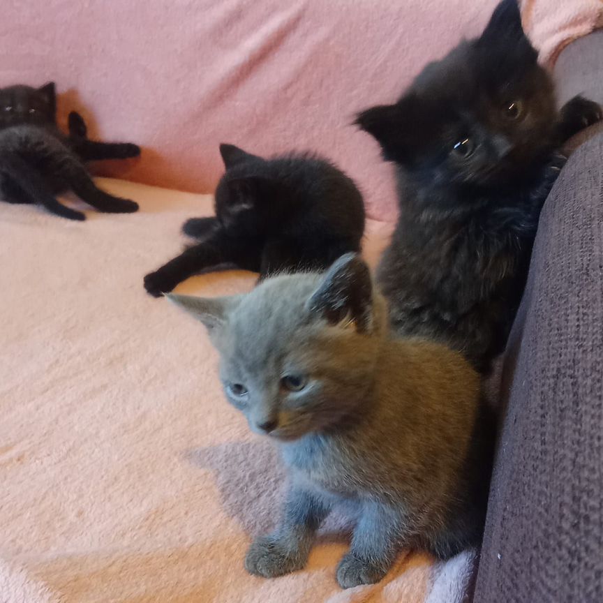 Котята