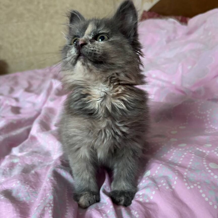 Котёнок в добрые руки