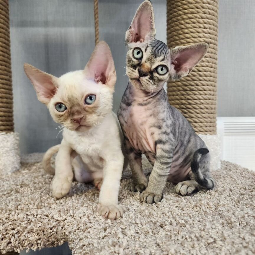 Котята девон-рекс мальчики