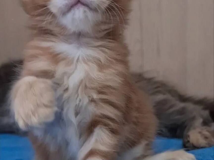 Котята от кошки Мейн-кун