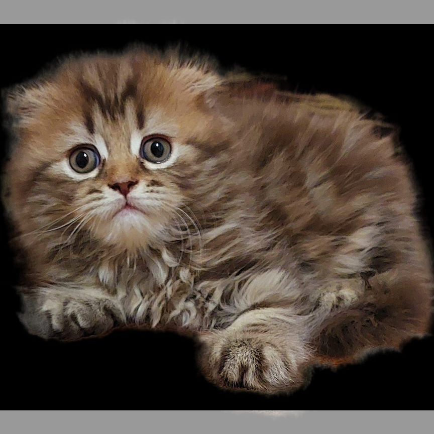 Шотладская вислоухая кошечка